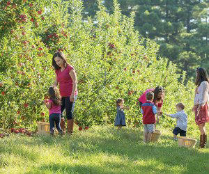 Apple Picking near Boston in 2025: Best Apple Farms and Apple Festivals ...
