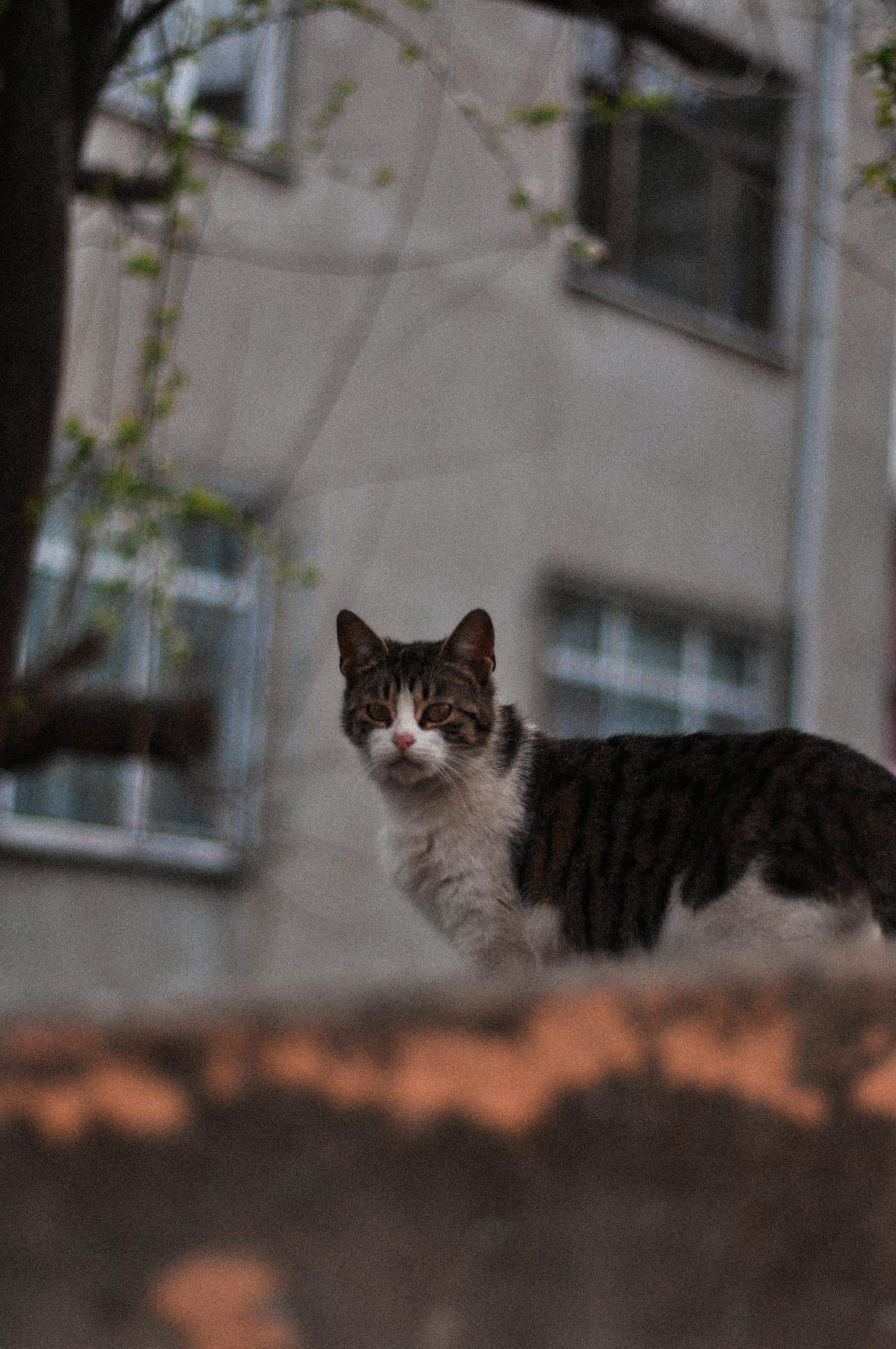 17 Small Cat Breeds That Stay Tiny—and Totally Steal Hearts.