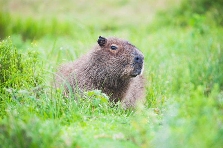 Escaped capybara Cinnamon spotted in drone pictures after escaping Hoo ...