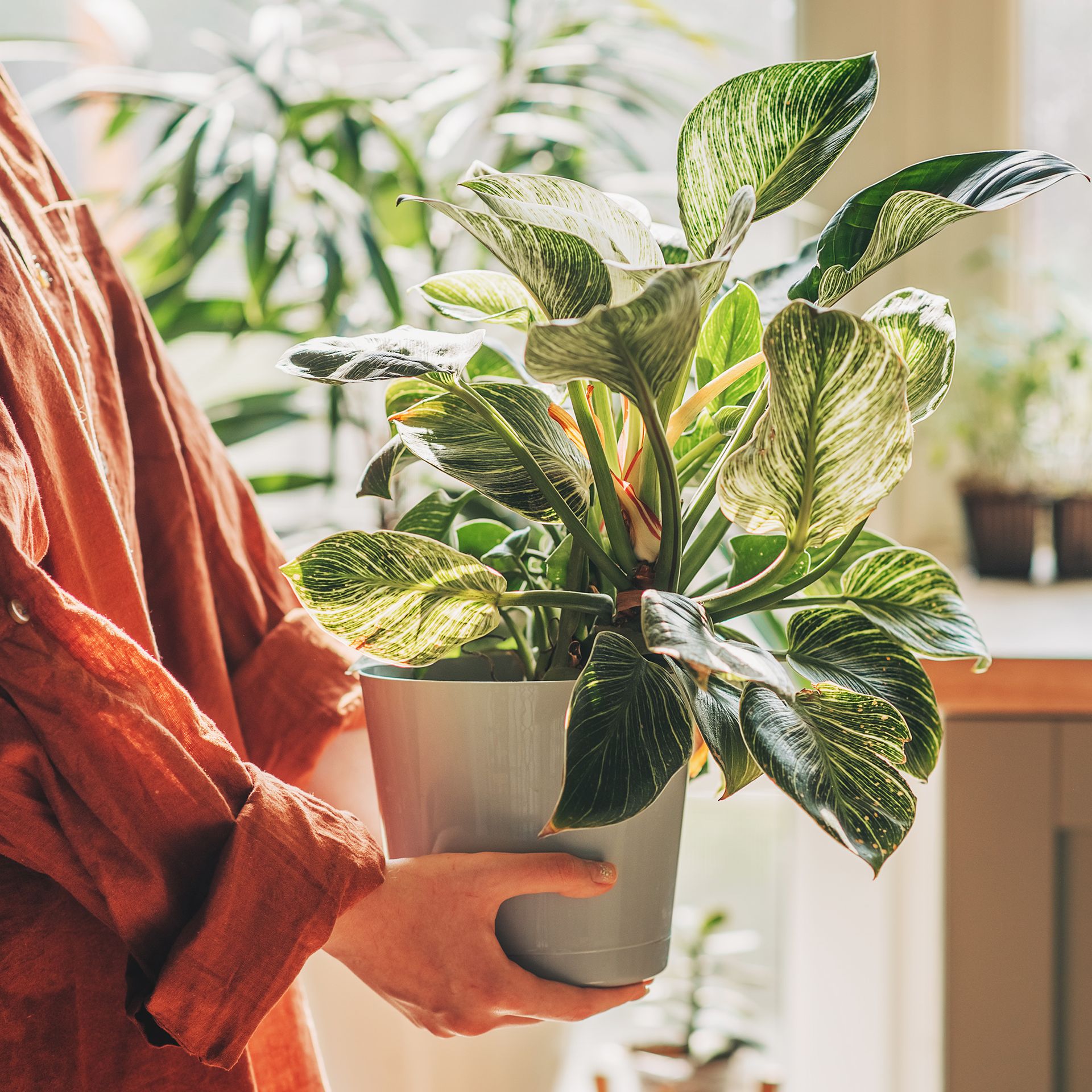 Have You Tried The Shadow Test For Houseplants? This Expert Light Trick ...