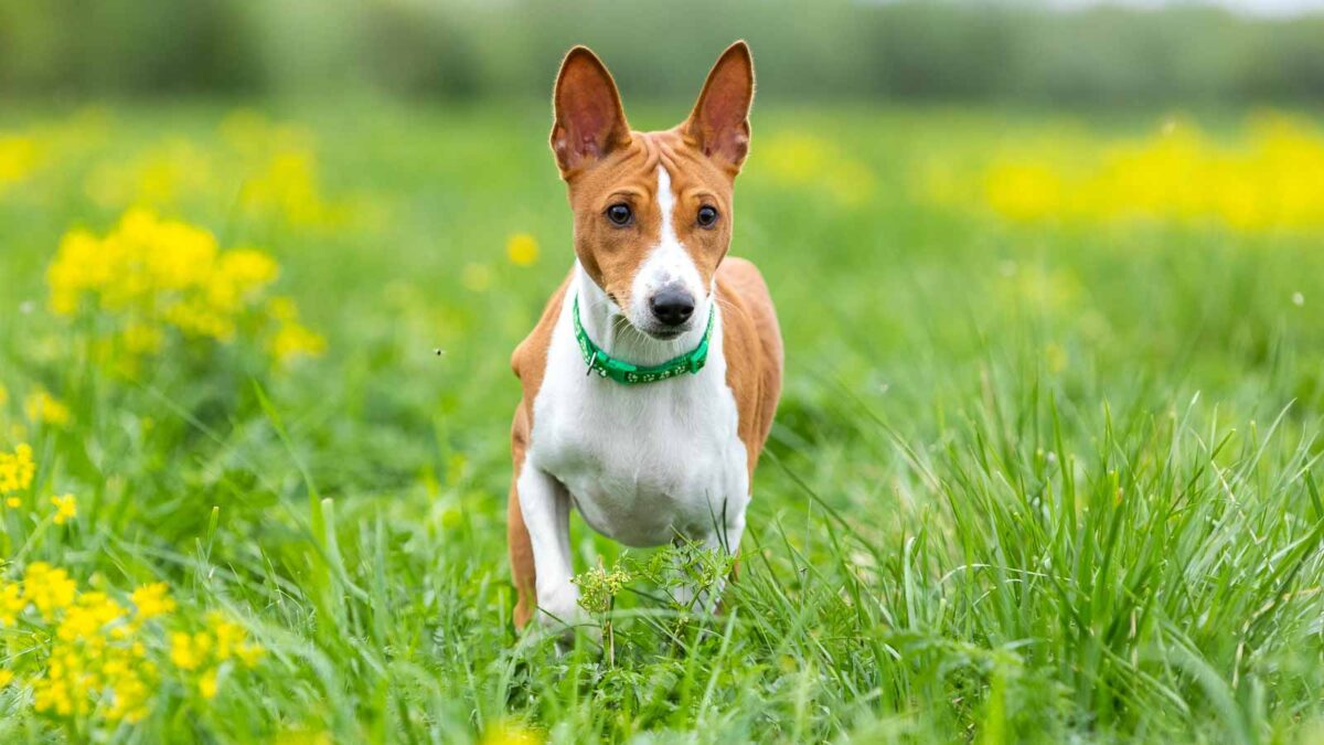 10 Time-honored dog breeds loved for generations