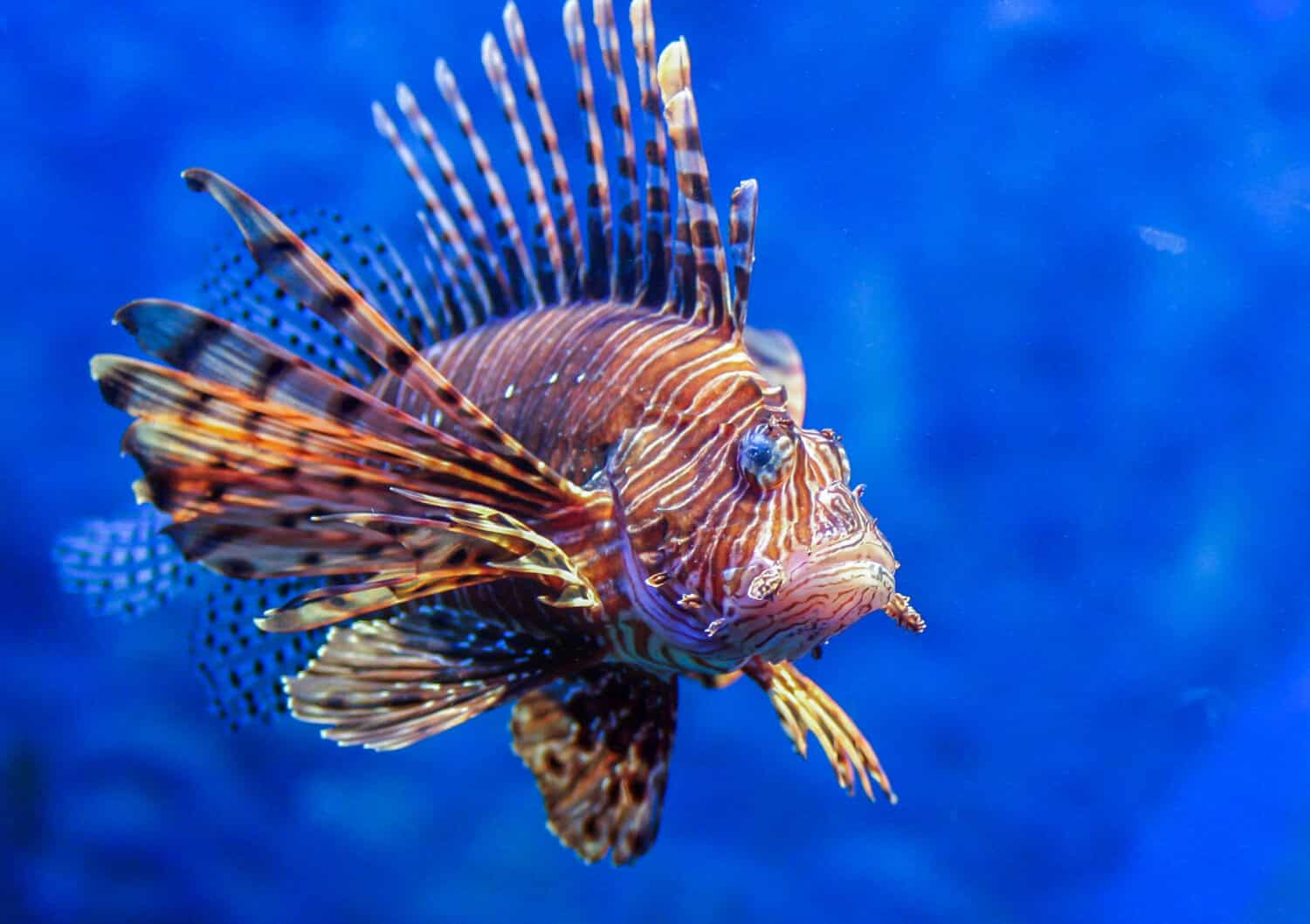 The 9 Deadliest Fish in the World