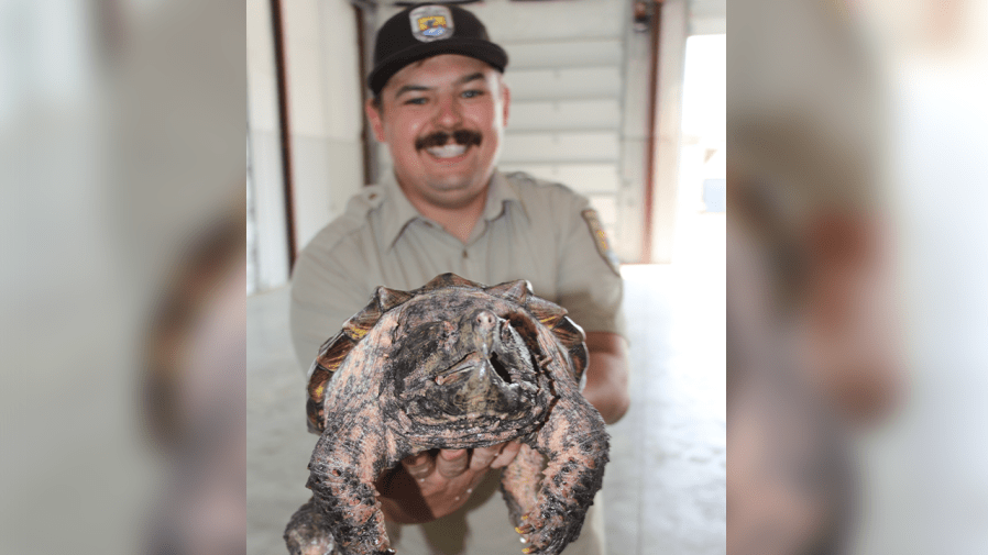 Biologists to release more alligator snapping turtles in Kansas
