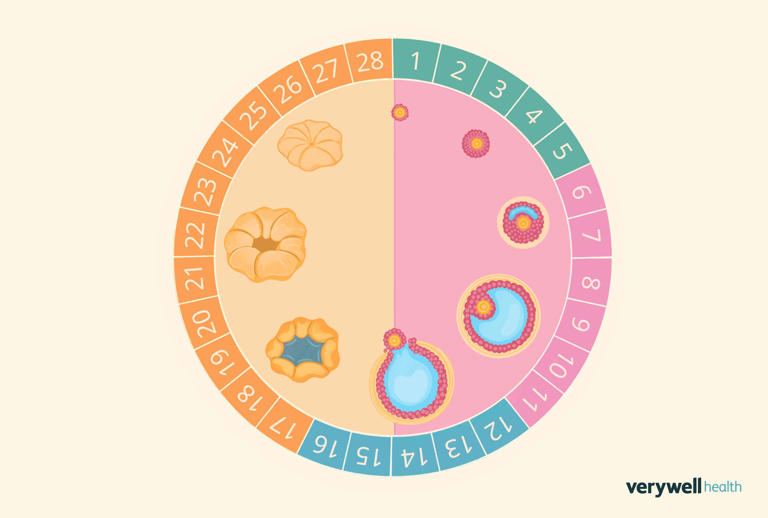 What happens during the luteal phase of the menstrual cycle?