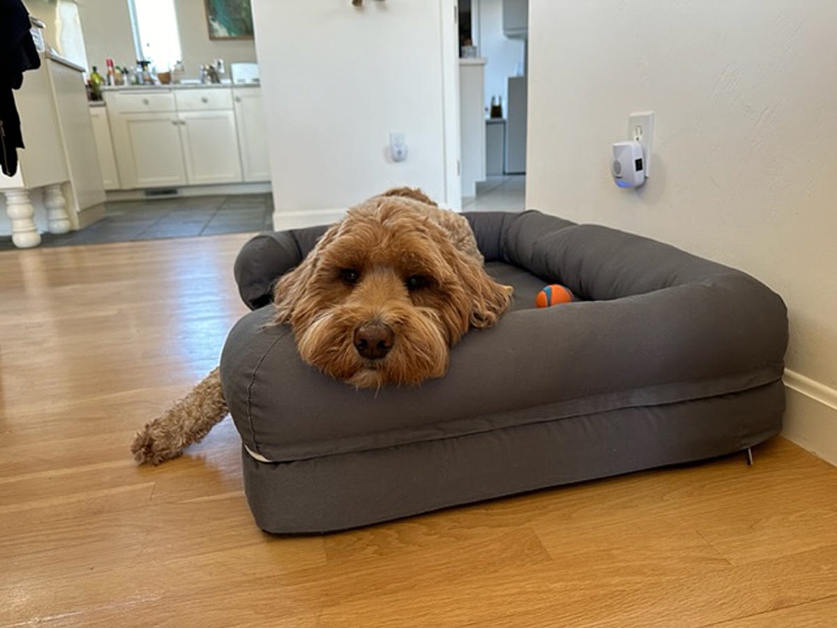 Best orthopedic dog beds