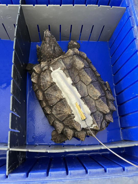 Alligator snapping turtles are back in Kansas, what to know