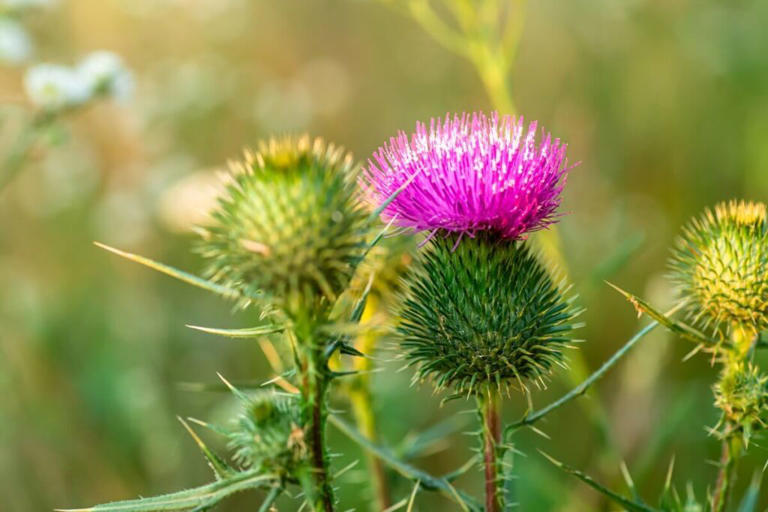 24 Easy Care Biennials to Grow in Your Garden