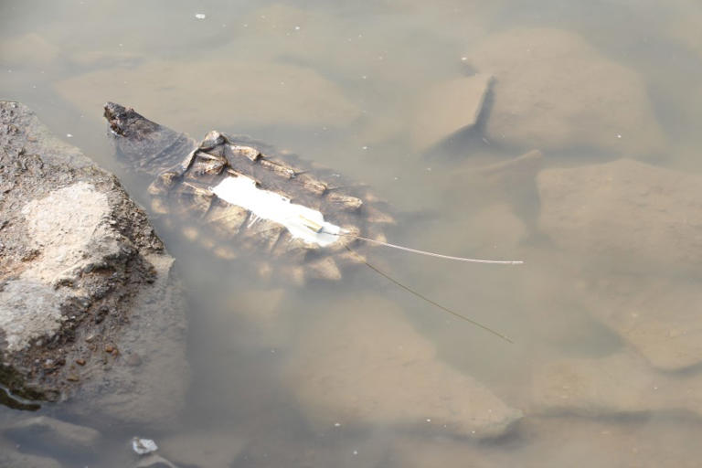 Biologists to release more alligator snapping turtles in Kansas