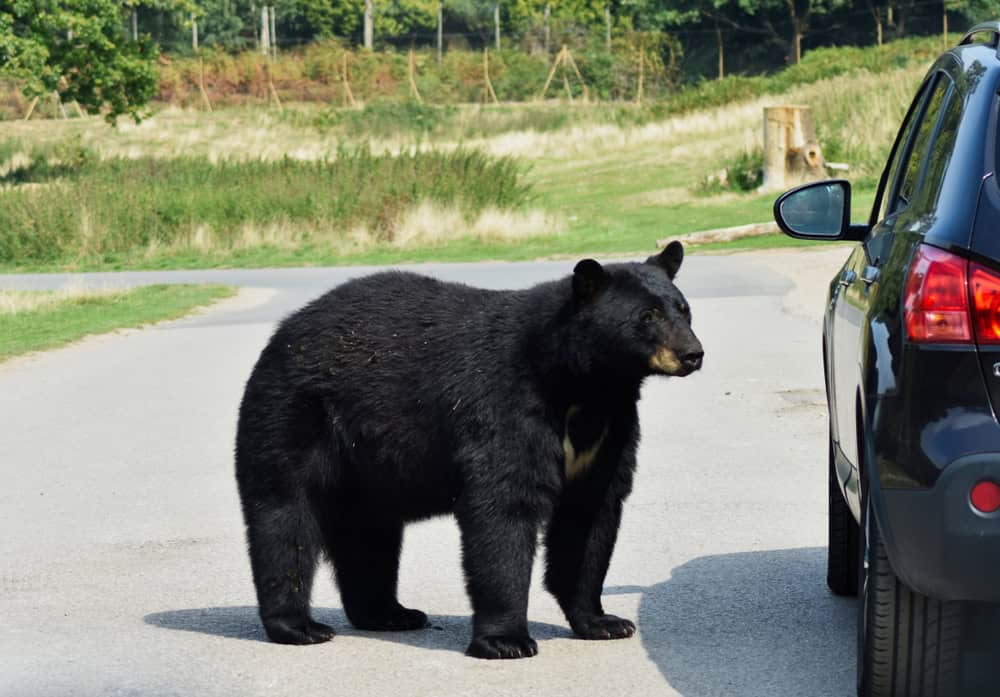 The Time a Bad-Boy Bear Chose Became a Car Thief