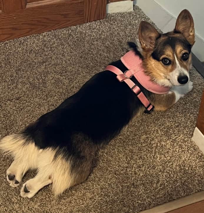 Why your dog's adorable splooting habit may signal something vital