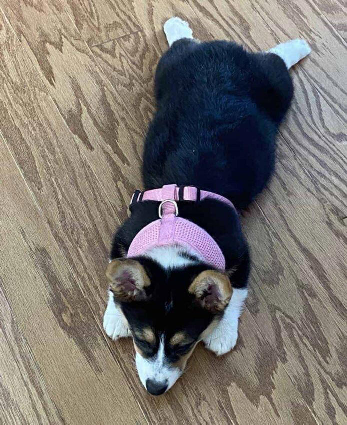 Why your dog's adorable splooting habit may signal something vital