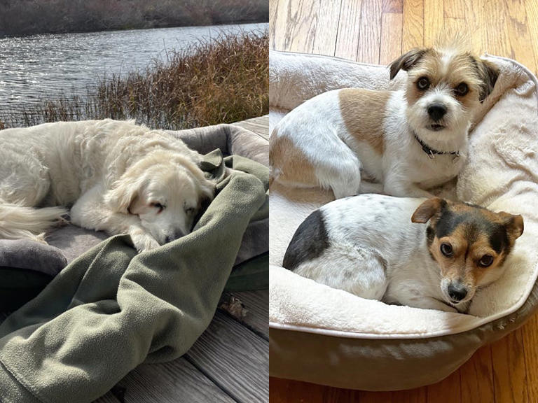 The best dog beds, tested and reviewed