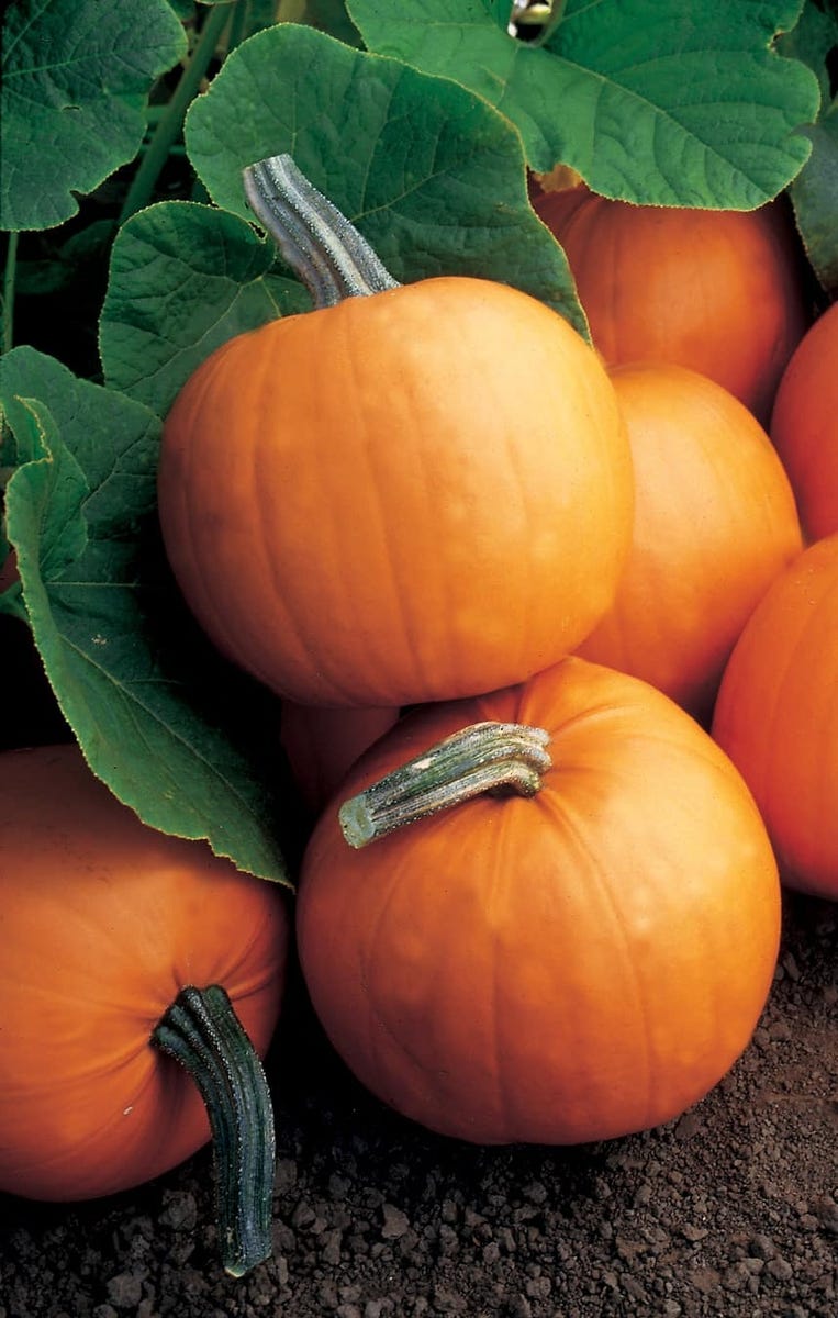20 Different Types of Pumpkins That Are the Pick of the Patch