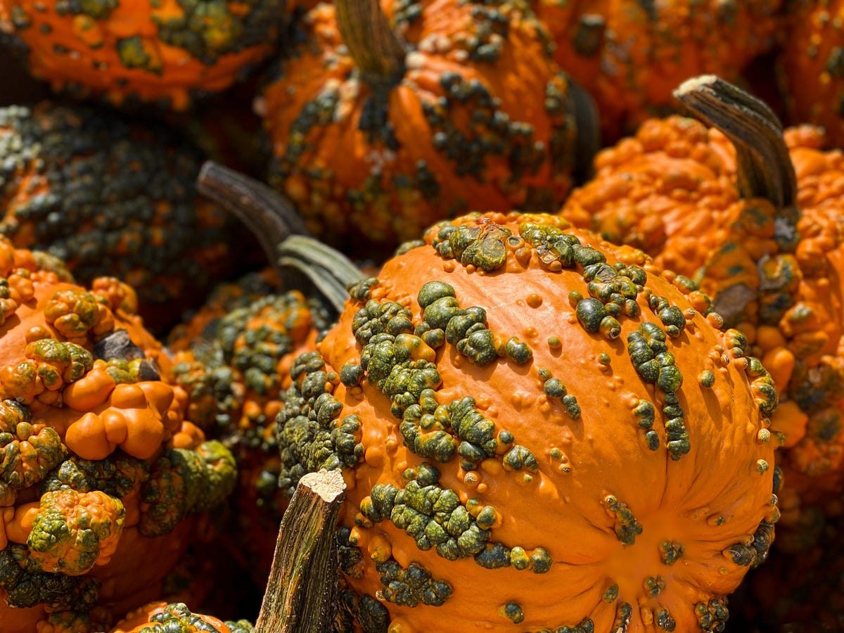 20 Different Types of Pumpkins That Are the Pick of the Patch