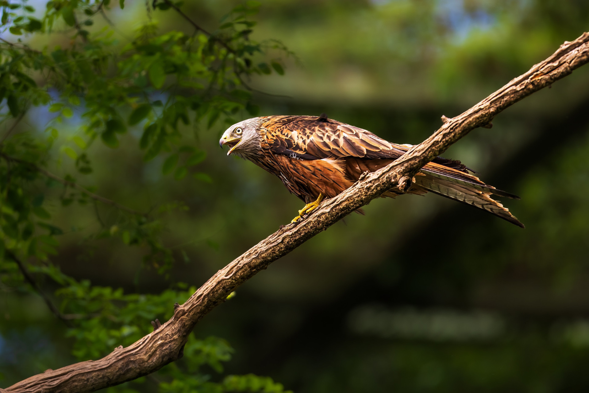 Animals that came back from the brink of extinction