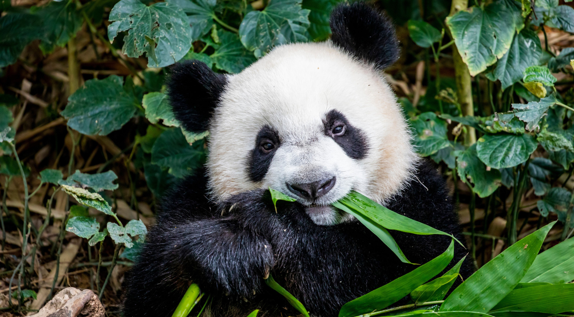 Animals that came back from the brink of extinction
