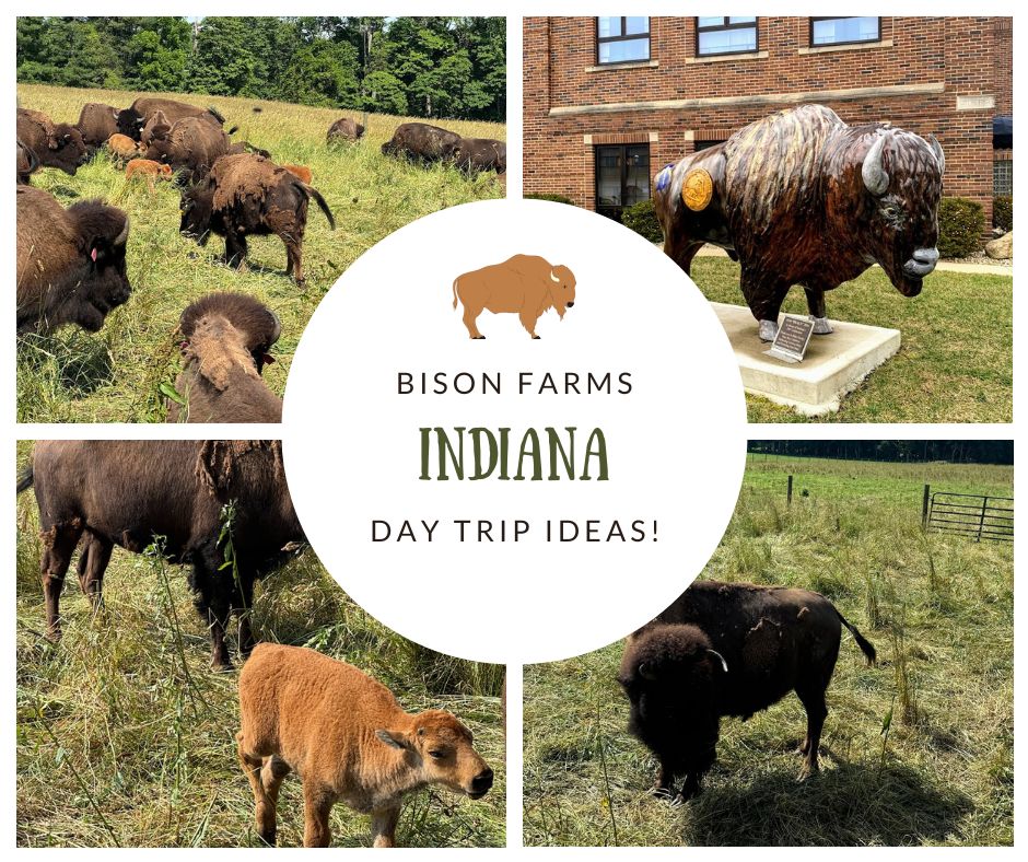 Experience Bison in Indiana: Family-Friendly Adventures