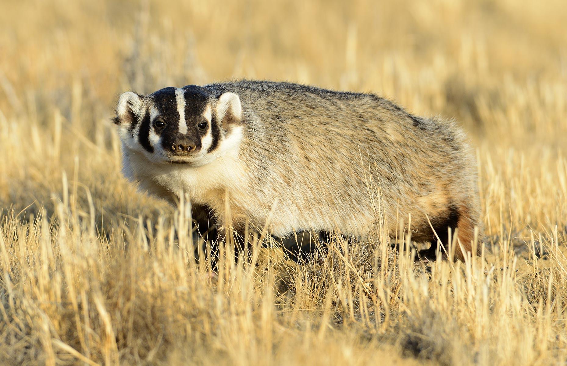 13 protected American animals you might find in and around your home