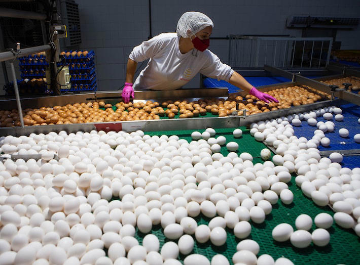 Brasileira Global Eggs compra Hillandale Farms dos EUA por US$ 1,1 bi e ...