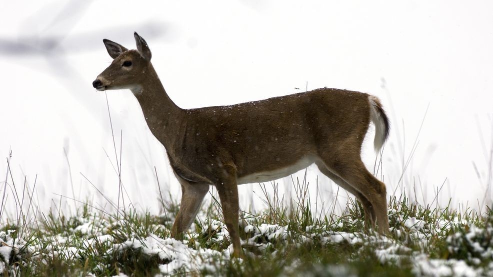 Chronic wasting disease confirmed in farmed deer in Osceola County