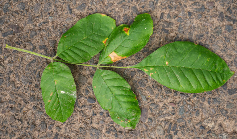 How Oregonians can collect ash seeds for research into invasive emerald ...