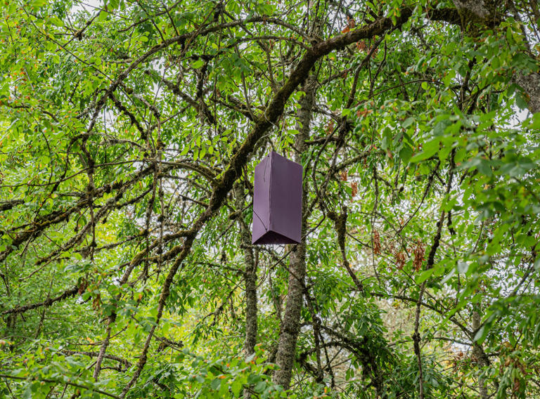 What is the emerald ash borer and how did the devastating bug arrive in ...