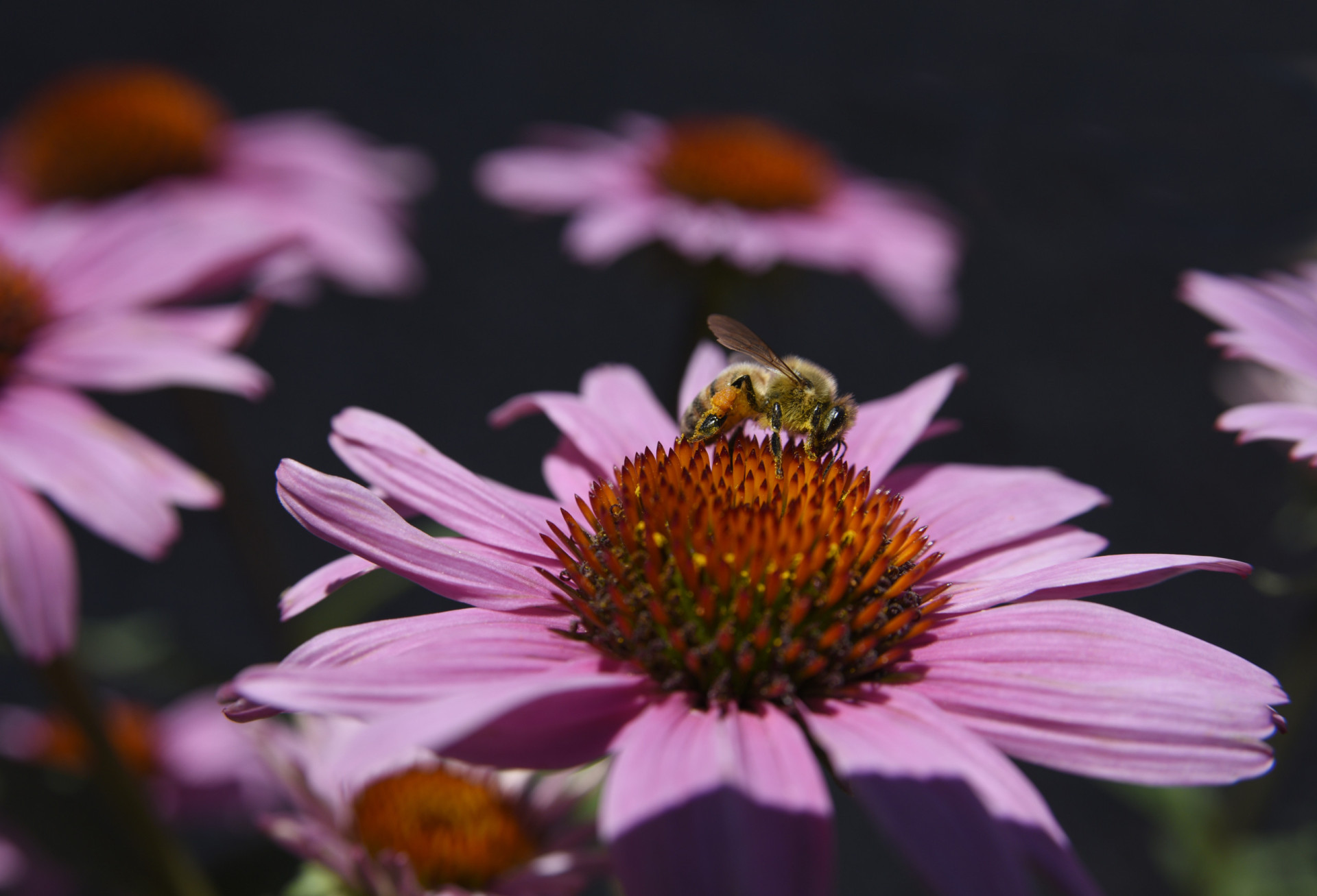 How air pollution is interfering with bee pollination