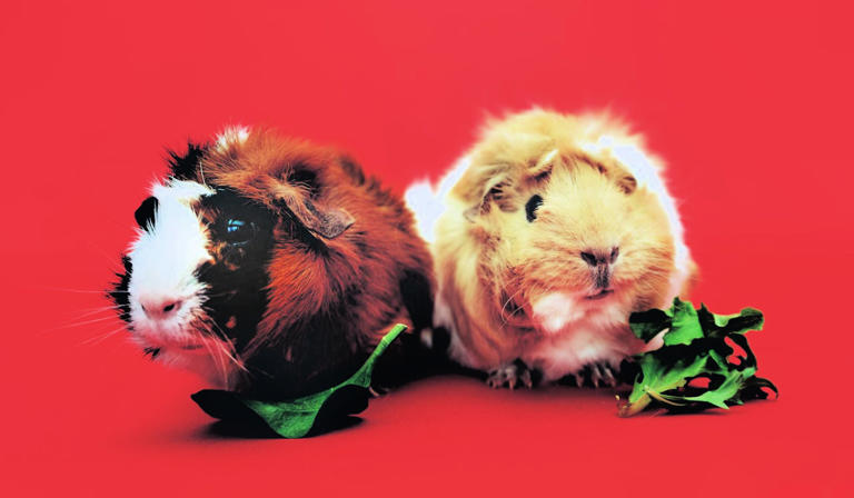 What are the Best Pets for Beginners?