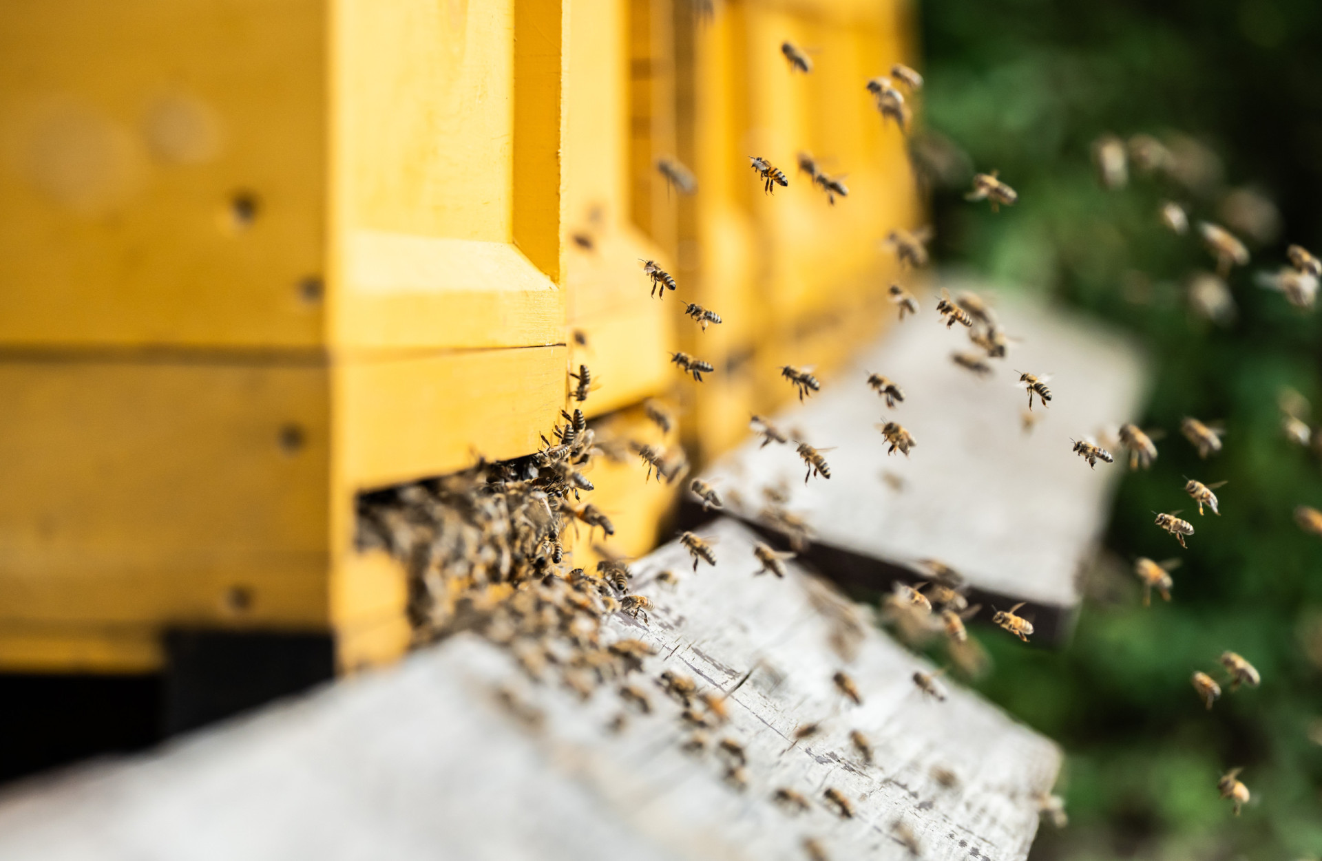 How air pollution is interfering with bee pollination
