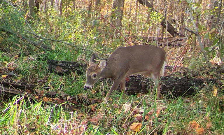 2 cases of CWD found in Luzerne County deer lead to new disease ...