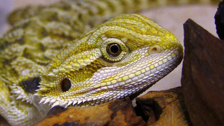 Meet the 'golden retriever' of pet reptiles, the bearded dragon