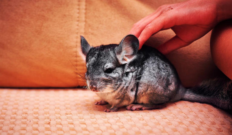 What are the Best Pets for Beginners?