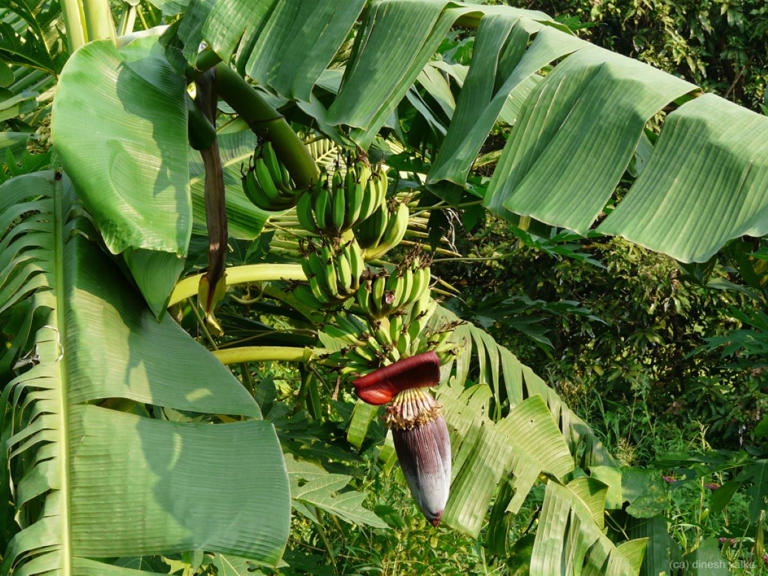 Musa Paradisiaca Guía Completa Características Botánicas Cuidados Cultivo En Maceta Y 