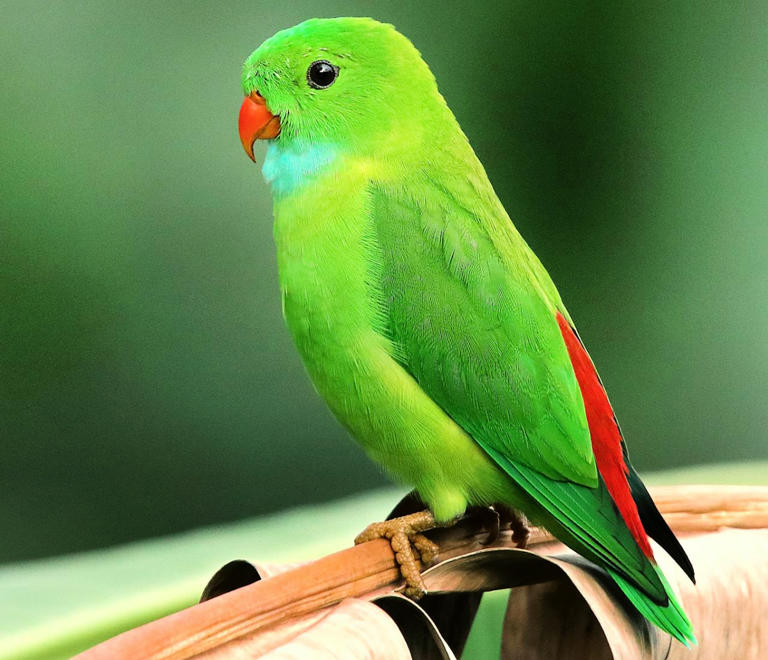 What are the Best Pets for Beginners?