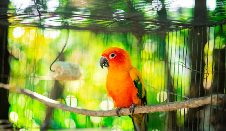 What are the Best Pets for Beginners?