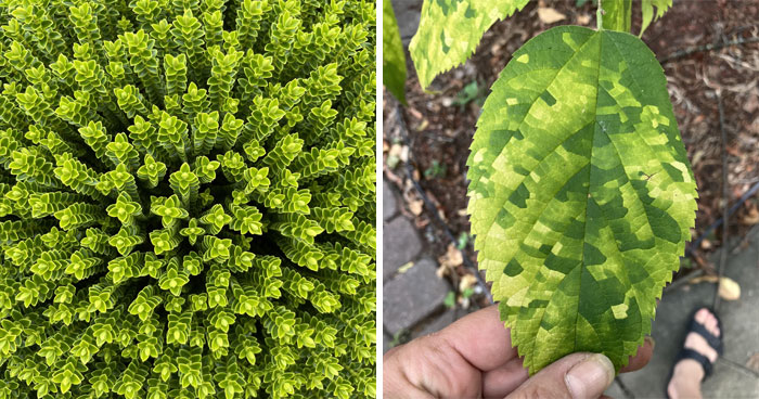 50 Fascinating Plants That Are Hard To Believe Are Real