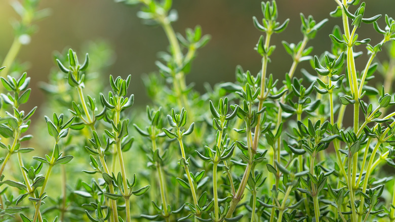 The Everything Guide To Cooking With Thyme