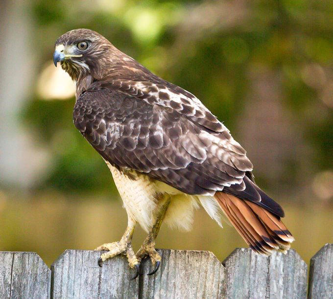 5 Essential Hawk Identification Tips for Birders