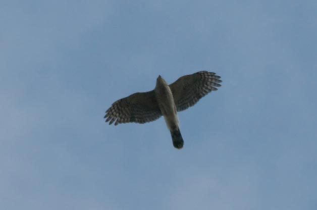 5 essential hawk identification tips for birders