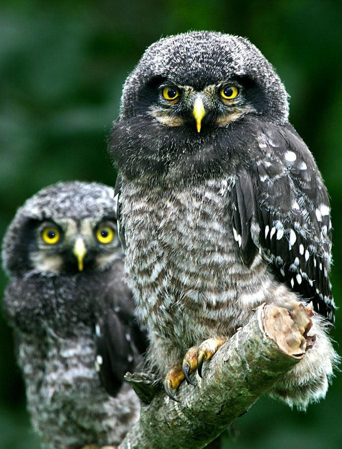 Discover the Types of Owls in North America