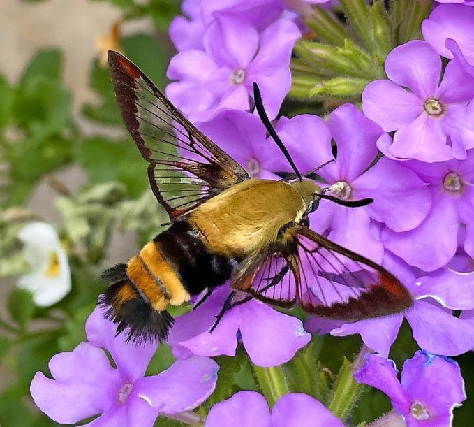 12 Interesting Facts About Hummingbird Moths