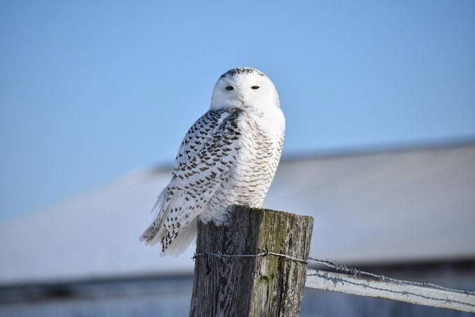Snowy owl facts (and where to find them!)