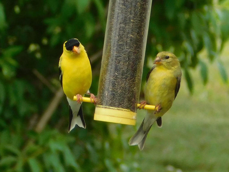 How to identify an American goldfinch
