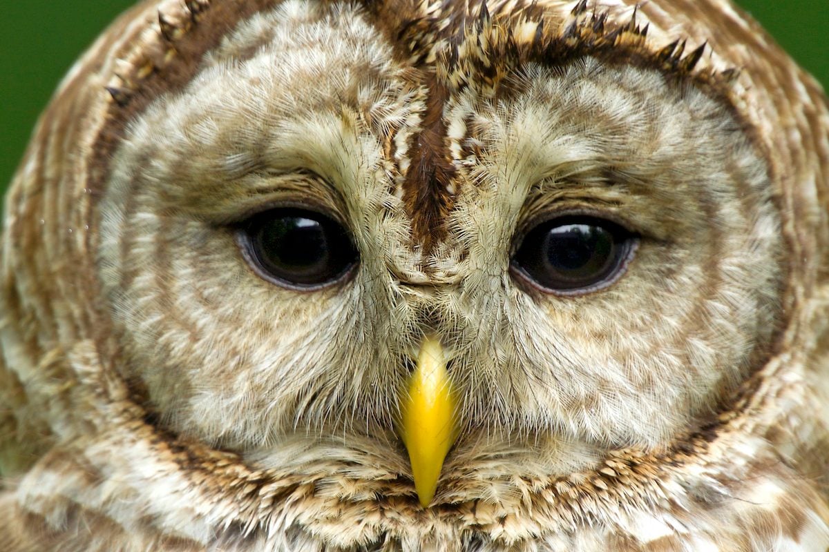19 Amazing Owl Facts You Should Know