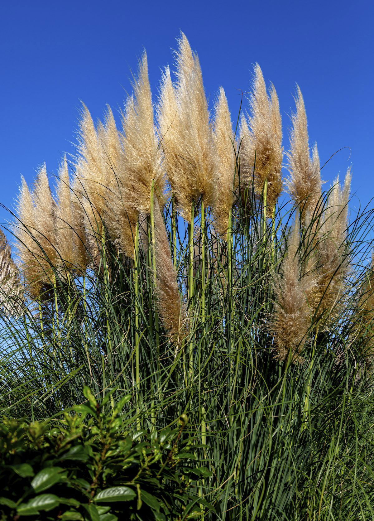 Top 10 Types of Ornamental Grass for Your Yard Top 10 Types of Ornamental Grass for Your Yard
