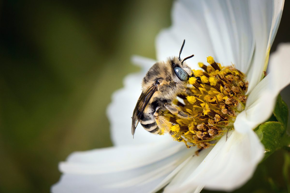 27 Beautiful Bee Pictures We Can’t Stop Buzzing About