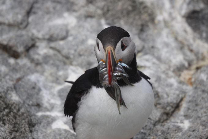 7 Fascinating Facts About Puffins