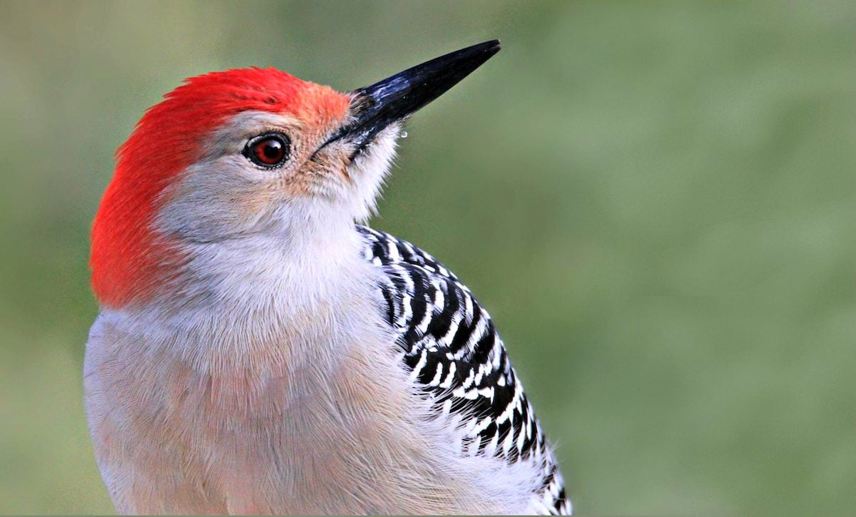 18 Amazing Woodpecker Facts You Should Know