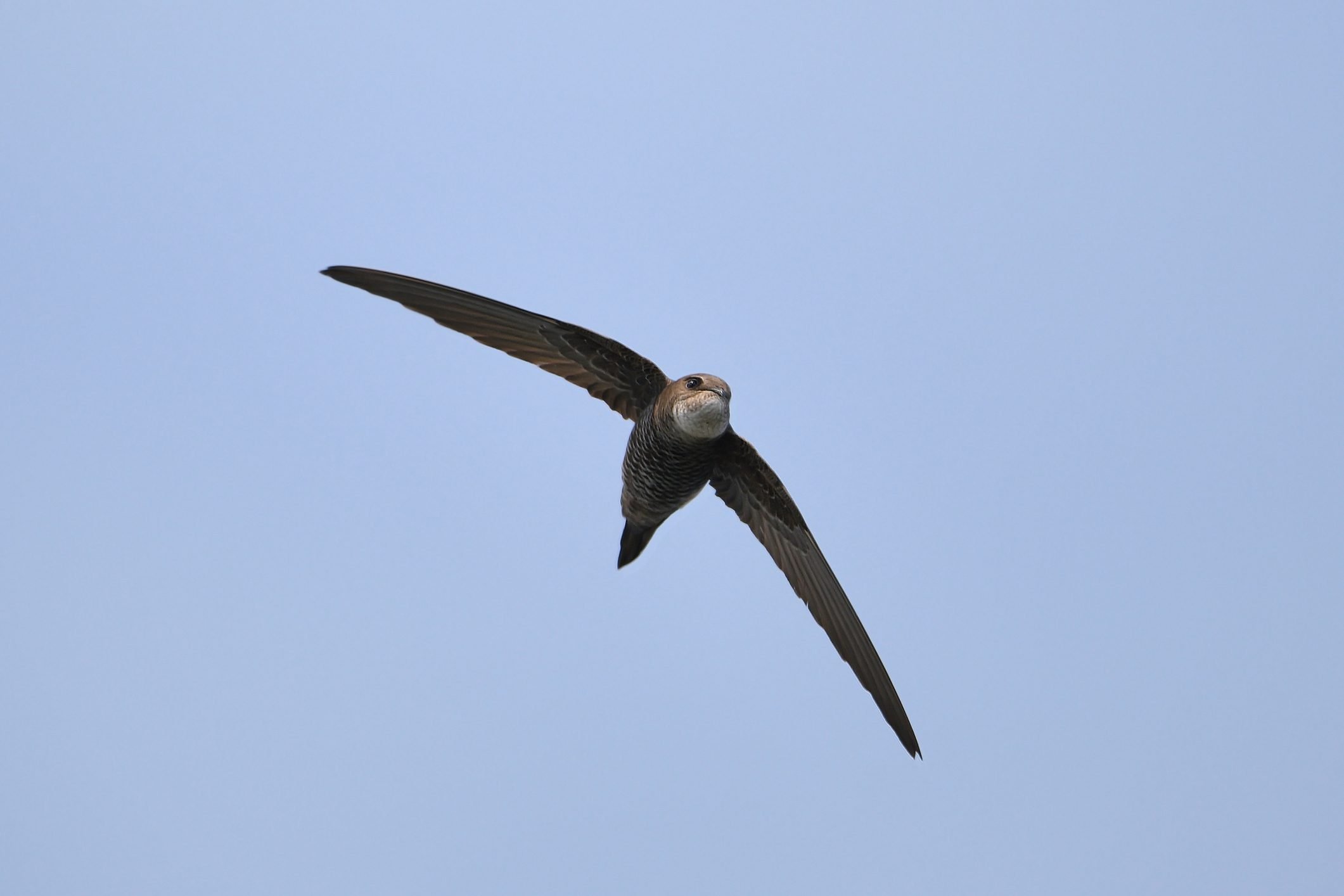 8 Fascinating Swift Bird Facts You Should Know