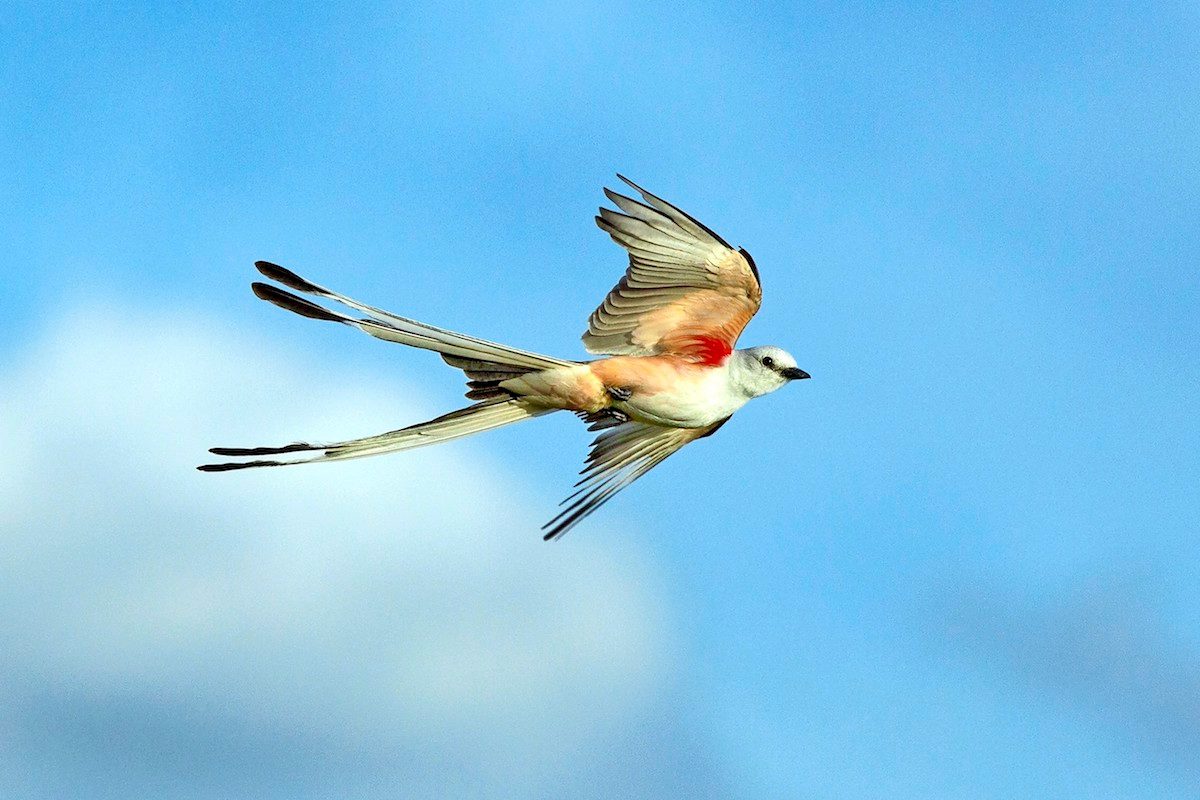 The top 9 most beautiful birds in America